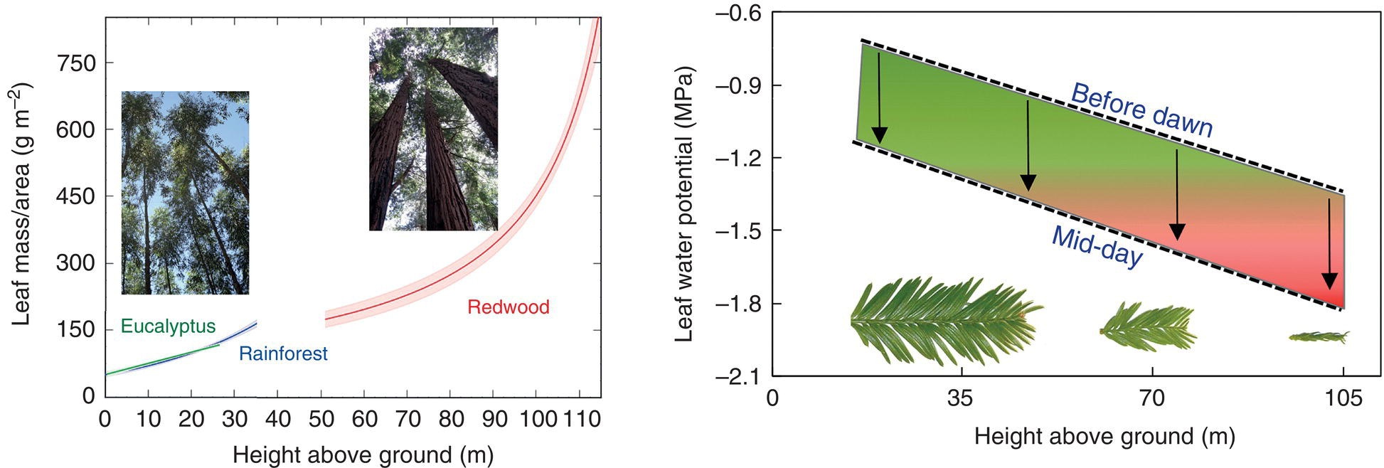 Sustainable Forest Environment (SFE)