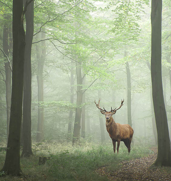 Sustainable Forest Environment (SFE)