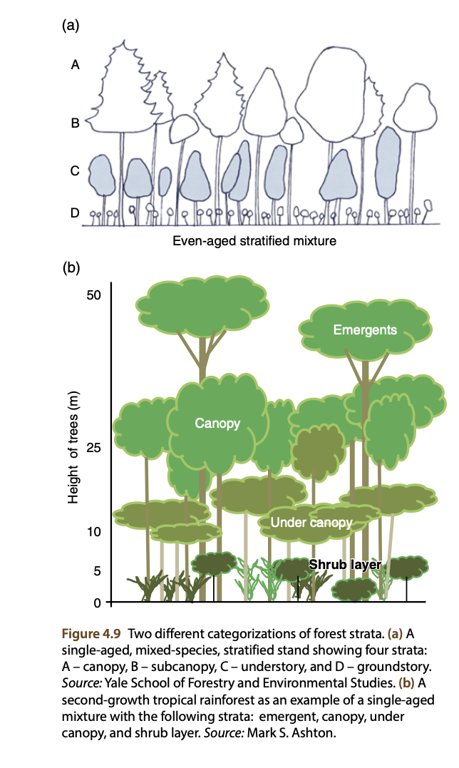 Sustainable Forest Environment (SFE)