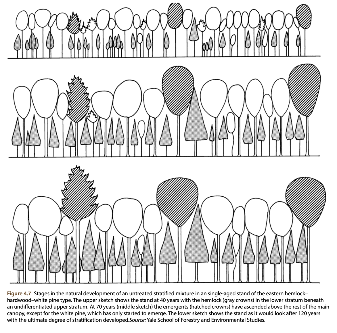 Sustainable Forest Environment (SFE)