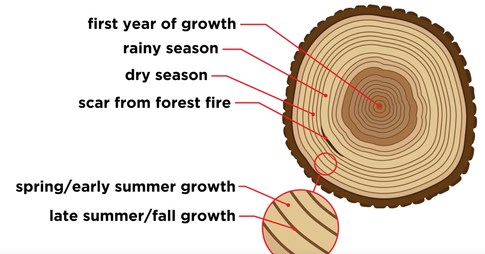 Sustainable Forest Environment (SFE)
