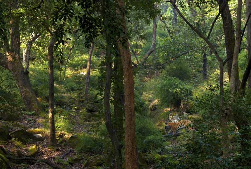 Sustainable Forest Environment (SFE)